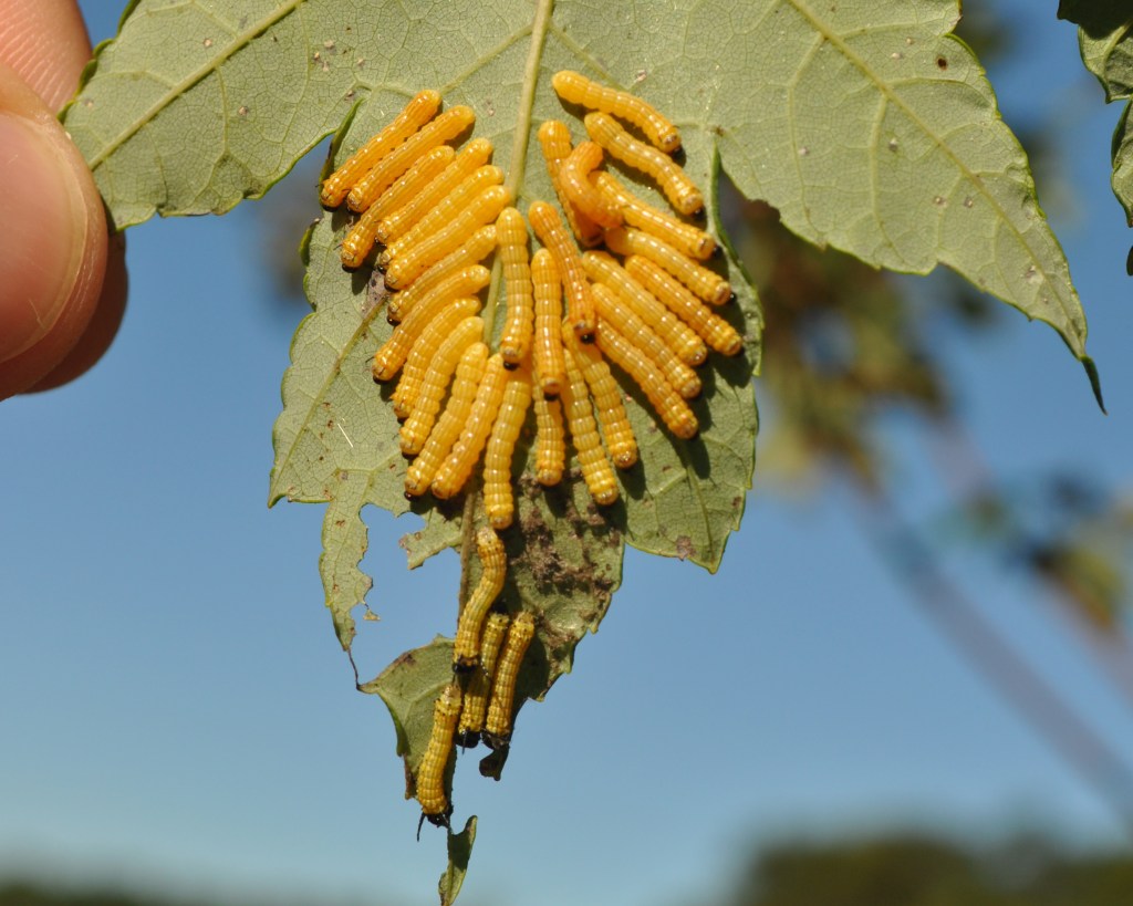 Research Areas – C. Scott Clem, PhD