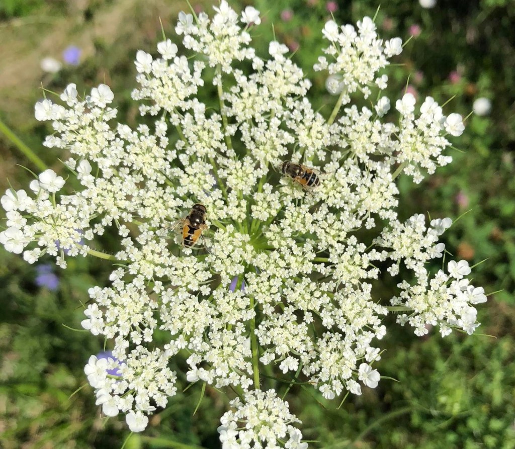 Research Areas – C. Scott Clem, PhD