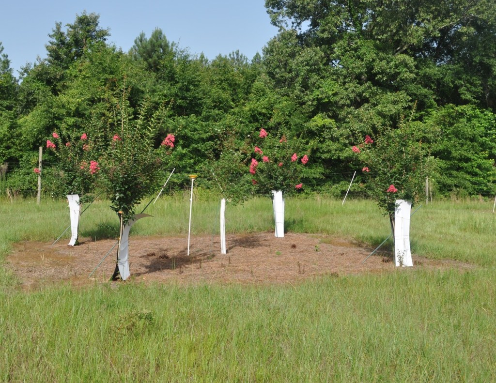 Research Areas – C. Scott Clem, PhD